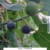 Top 10 Fruits of Uttarakhand