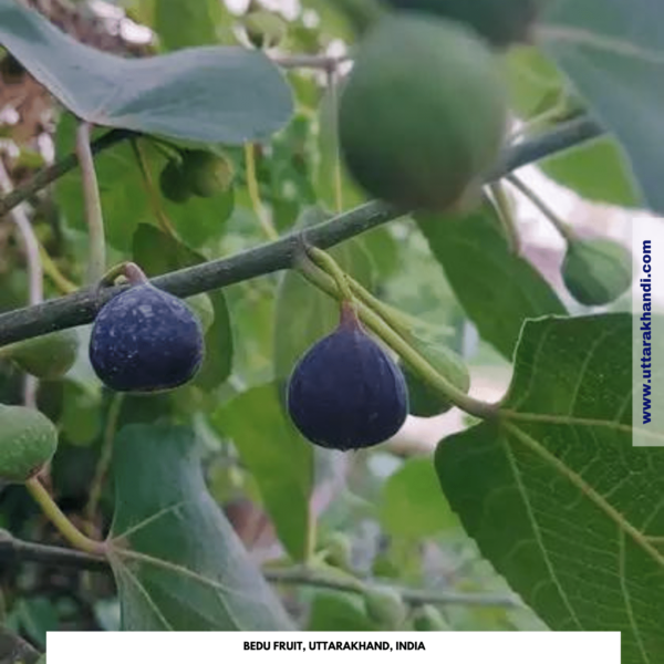 Top 10 Fruits of Uttarakhand