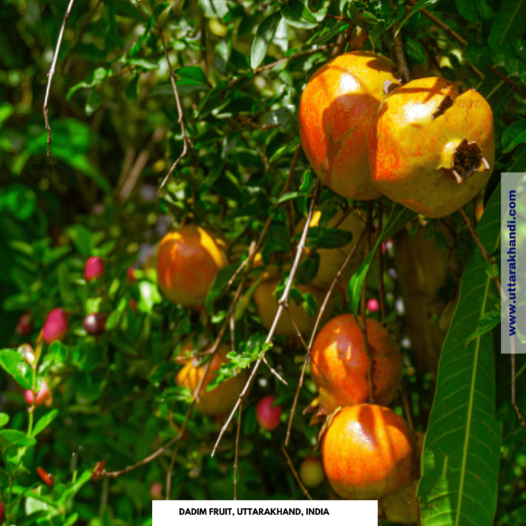 Top 10 Fruits of Uttarakhand