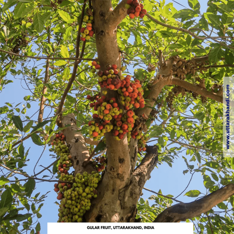 Uttarakhand Fruits Gallery