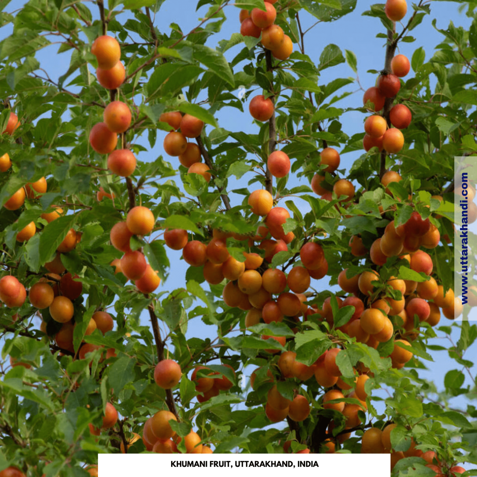 Top 10 Fruits of Uttarakhand