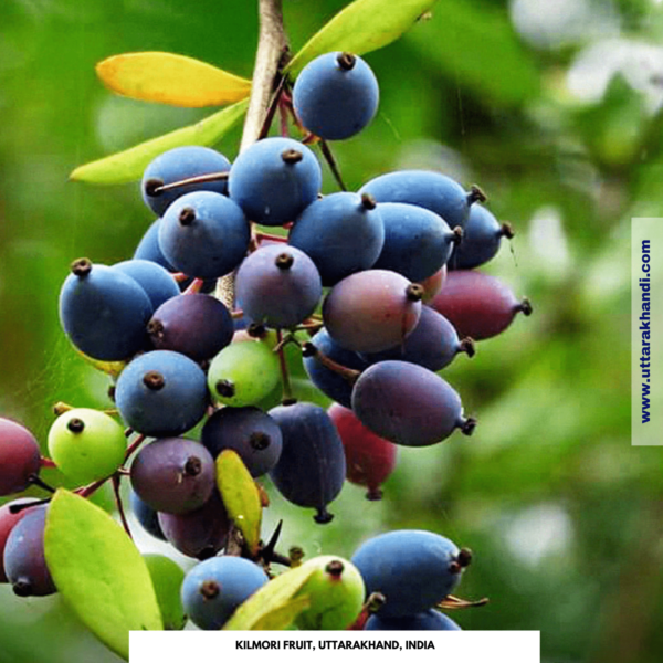 Top 10 Fruits of Uttarakhand