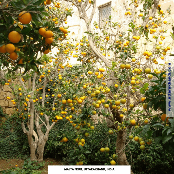Uttarakhand Fruits Gallery