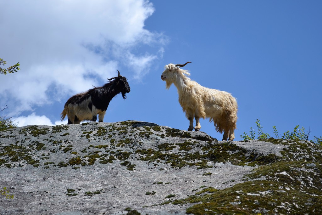 Govind Pashu Vihar National Park Uttarkashi, Uttarakhand