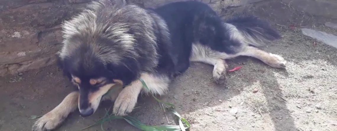 Bhotia Dog: The Loyal Guardian of Uttarakhand's Himalayas