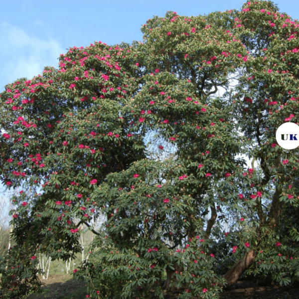 The Buransh Tree: A Tale from Uttarakhand