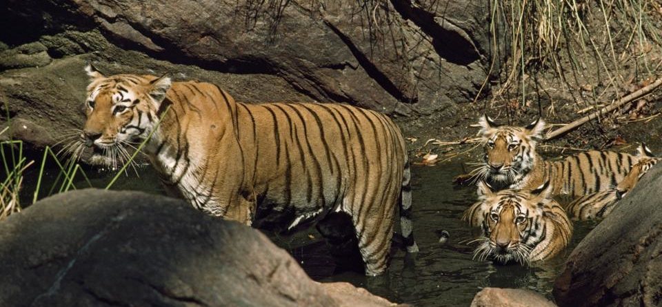 Uttarakhand Bagh: The Majestic Leopard of Uttarakhand