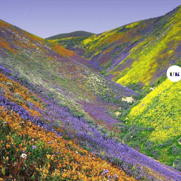 Valley of Flowers: The Tale of the Sage and Sushma